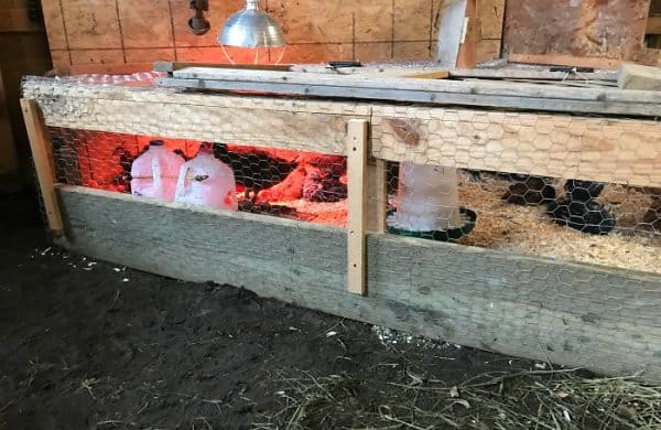 When Chicks Outgrown Their Home | Simple Living Country Gal