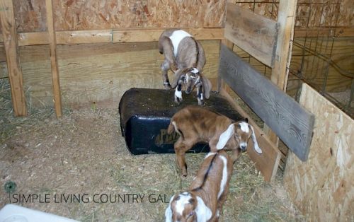How To Set Up A DIY Goat Kid Pen | Simple Living Country Gal