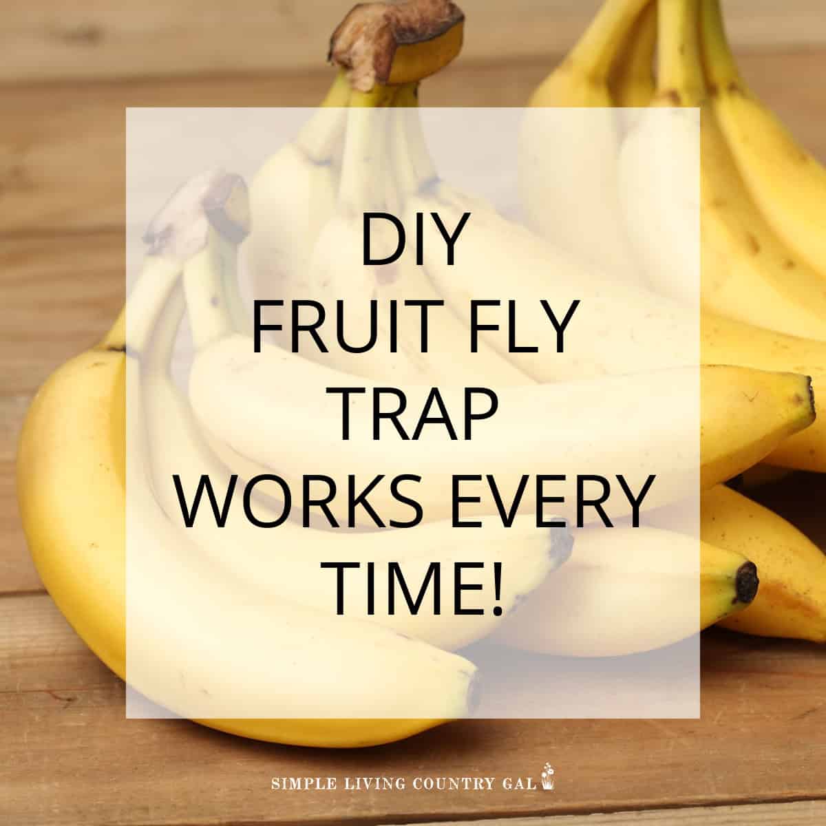 Why Do Bananas Attract Fruit Flies