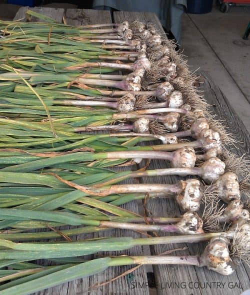 How to Cure Garlic: Step by Step Guide | Simple Living Country Gal