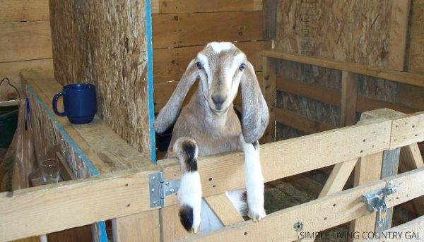 How To Train Your Goats | Simple Living Country Gal