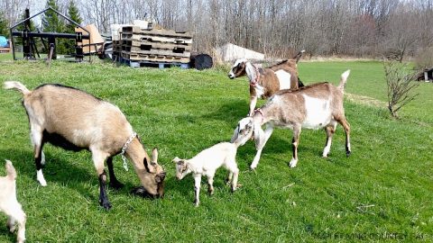 How To Train Your Goats | Simple Living Country Gal
