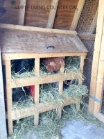Building Milk Crate Chicken Nesting Boxes | Simple Living Country Gal