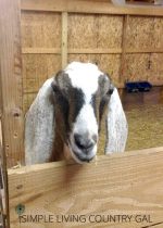 How To Milk A Difficult Goat Using Goat Hobbles | Simple Living Country Gal