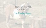 How to Prepare for Bucks Breeding Season | Simple Living Country Gal