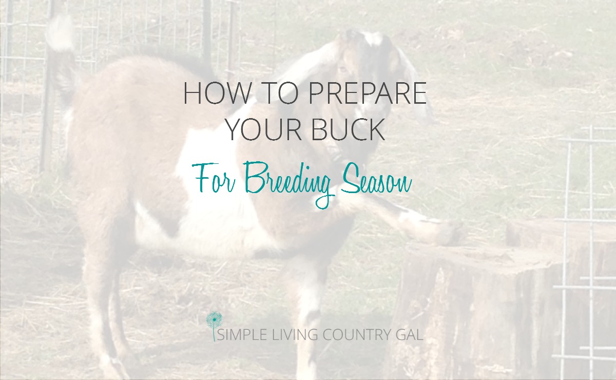 How to Prepare for Bucks Breeding Season | Simple Living Country Gal
