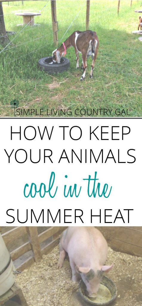 Keep your animals cool in hot weather.