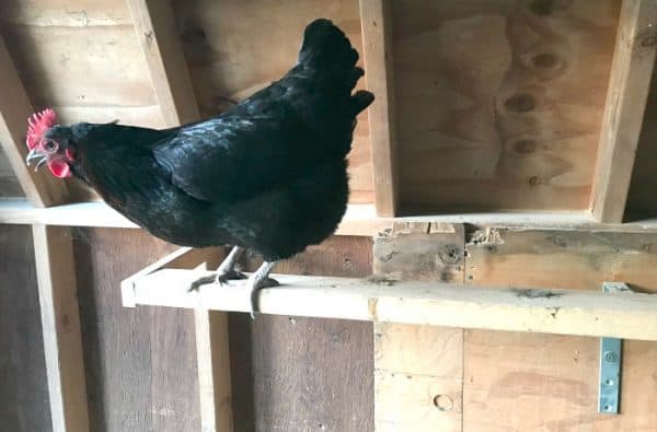 How to DIY a Roost for your chickens | Simple Living Country Gal