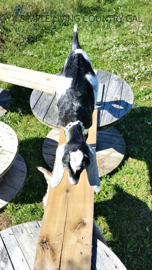 Building A Playground For Your Goats For Free!