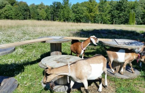 Building A Free DIY Goat Playground - Step by Step | Simple Living Country Gal