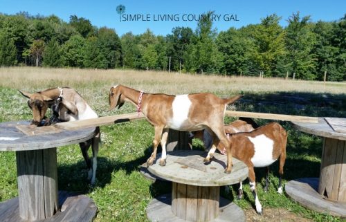 Building A Free DIY Goat Playground - Step by Step | Simple Living Country Gal