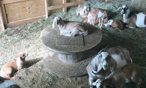 Building A Free DIY Goat Playground - Step by Step | Simple Living Country Gal