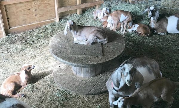 Building A Free DIY Goat Playground - Step by Step | Simple Living ...