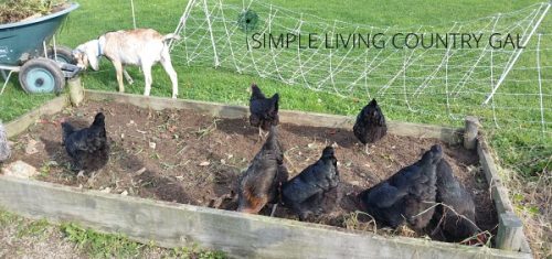 Rotating Your Garden Crops - An Important Step To A Successful Harvest ...