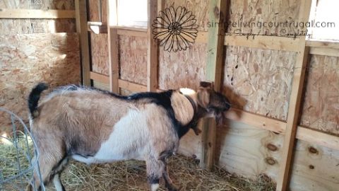 DIY Goat Scratch Brush | Simple Living Country Gal