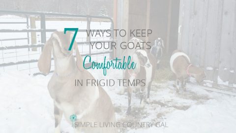 Help Your Goats Cope With Winter | Simple Living Country Gal