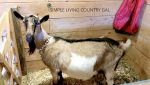 Setting Up A Birthing Pen For Your Goats | Simple Living Country Gal