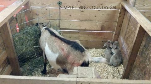 Setting Up A Birthing Pen For Your Goats | Simple Living Country Gal
