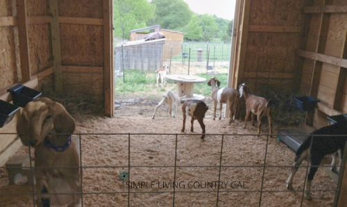 Setting Up A Birthing Pen For Your Goats | Simple Living Country Gal