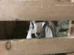 Setting Up A Birthing Pen For Your Goats | Simple Living Country Gal