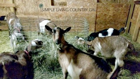Setting Up A Birthing Pen For Your Goats | Simple Living Country Gal