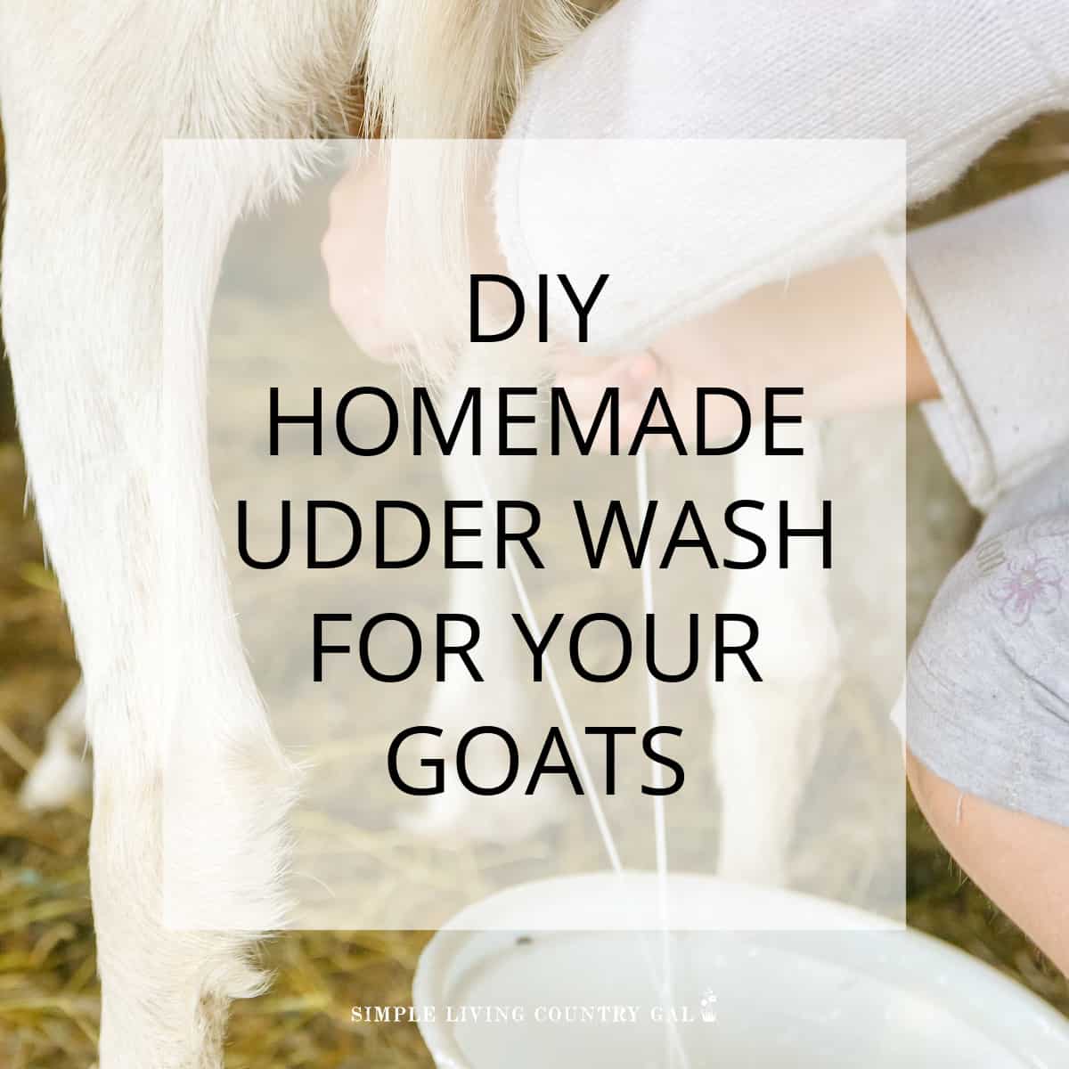 Super Simple DIY Udder Wash | Simple Living Country Gal