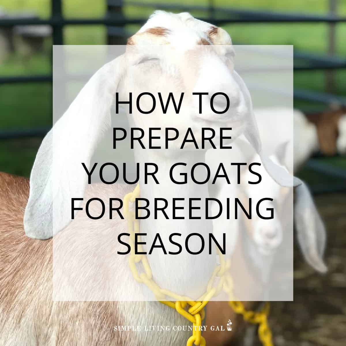 How To Prepare Your Goat's For Breeding | Simple Living Country Gal