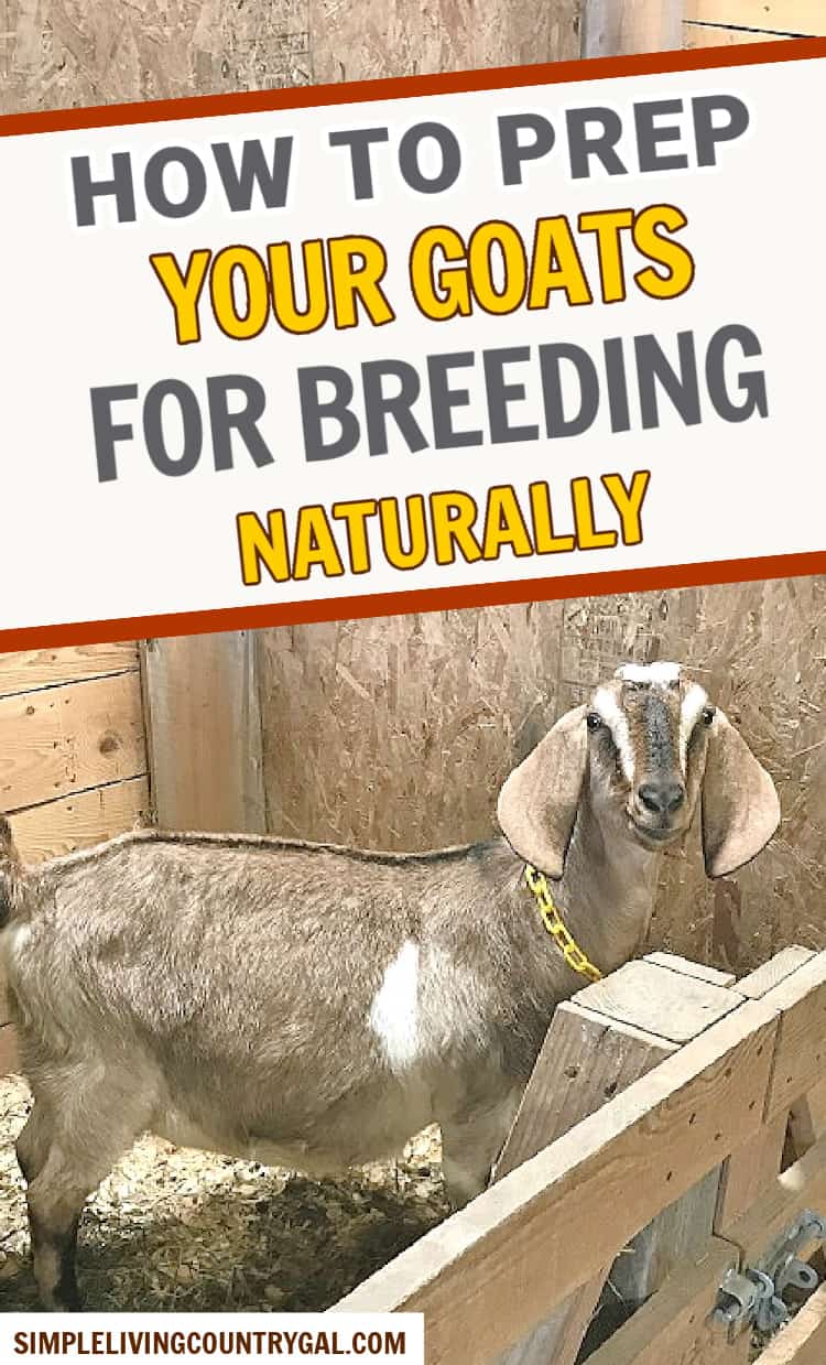 How To Prepare Your Goat's For Breeding | Simple Living Country Gal
