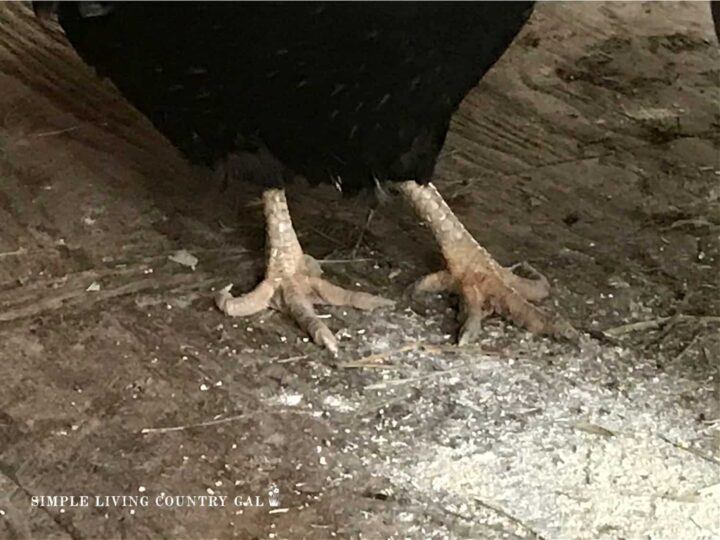 Causes & Treatment for Curly Toe in Chickens | Simple Living Country Gal