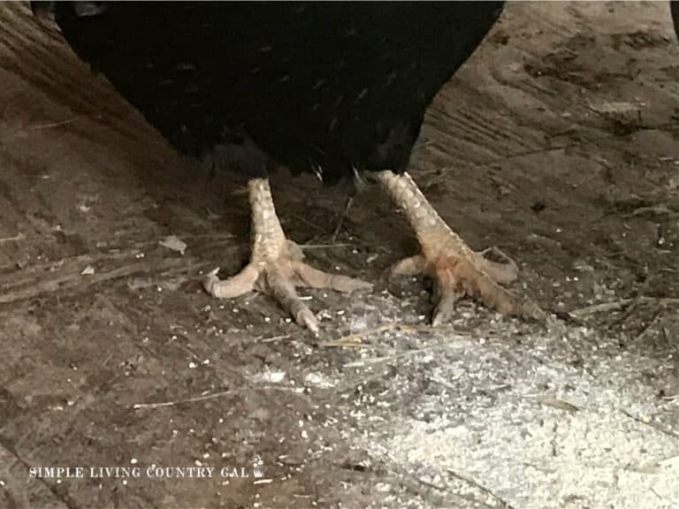 Causes & Treatment for Curly Toe in Chickens | Simple Living Country Gal