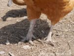 Causes & Treatment for Curly Toe in Chickens | Simple Living Country Gal