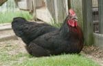 How To Handle And Discourage HenPecking In Your Flock | Simple Living ...