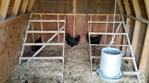 How To Handle And Discourage HenPecking In Your Flock | Simple Living ...