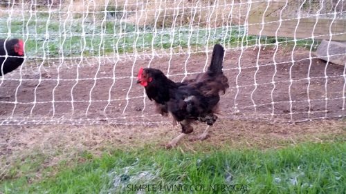 How To Handle And Discourage HenPecking In Your Flock | Simple Living ...