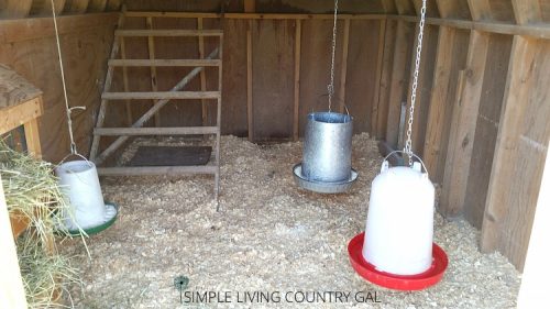 How To Handle And Discourage HenPecking In Your Flock | Simple Living ...