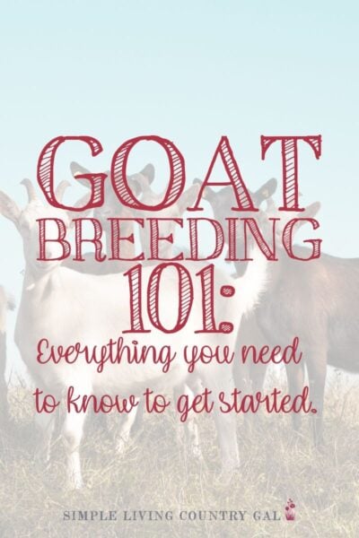 The Essential Guide to Goat Breeding 101: Getting Started | Simple ...