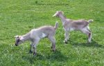 The Essential Guide to Goat Breeding 101: Getting Started | Simple ...