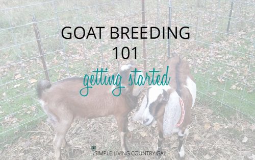 The Essential Guide to Goat Breeding 101: Getting Started | Simple ...