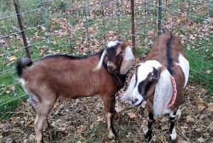 The Essential Guide to Goat Breeding 101: Getting Started | Simple ...