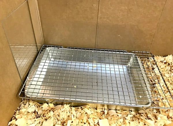 Affordable Baby Chicks Ducks Housing: A DIY Guide
