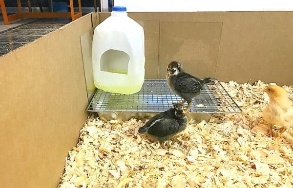 Simple & Cheap Housing for Baby Chicks | Simple Living Country Gal