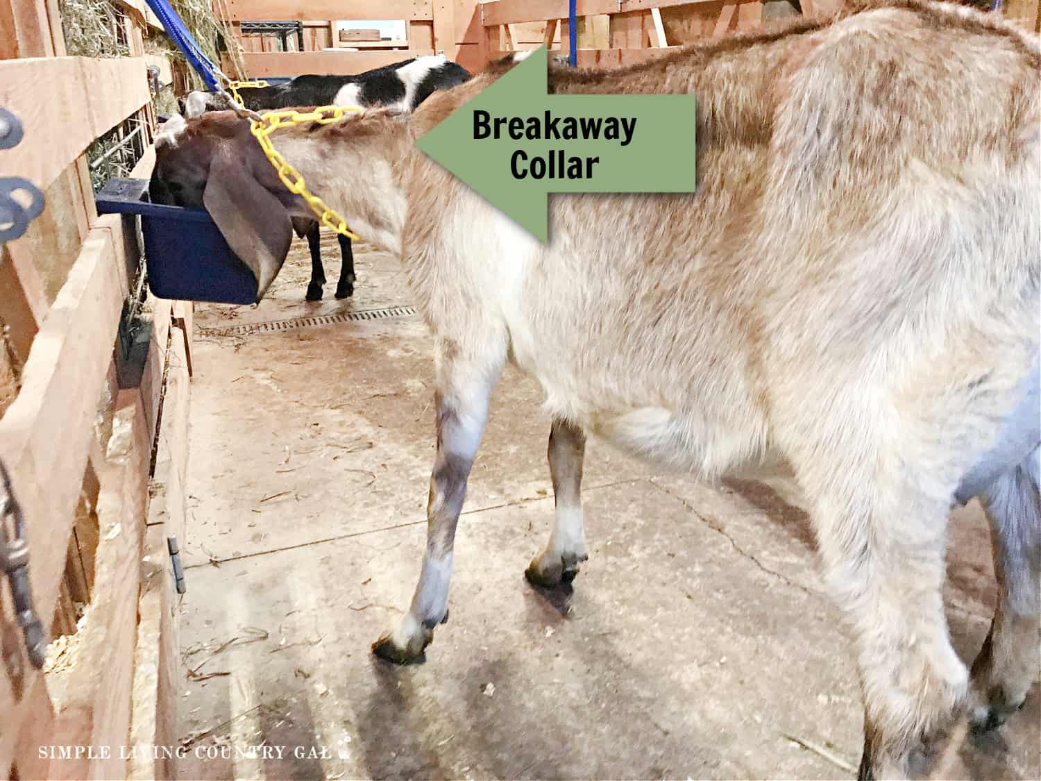 How to Feed Tethered Rowdy Goats | Simple Living Country Gal