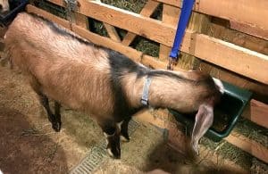 How to Feed Tethered Rowdy Goats | Simple Living Country Gal