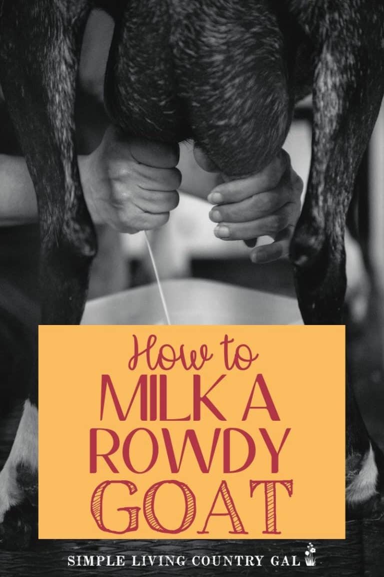 How To Milk A Difficult Goat Using Goat Hobbles | Simple Living Country Gal