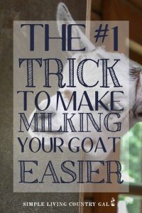 How To Milk A Difficult Goat Using Goat Hobbles | Simple Living Country Gal