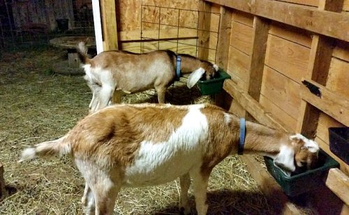 encourage your goats to drink more water | Simple Living Country Gal