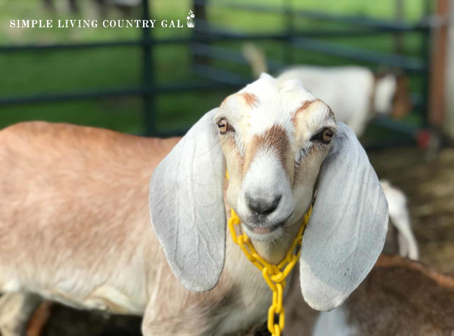Goat Breeds List | Simple Living Country Gal
