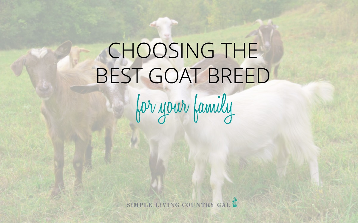 Goat Breeds List - Picking The Best Goat For Your Family | Simple ...