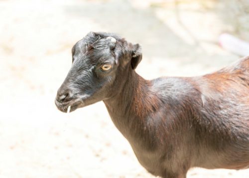 Goat Breeds List | Simple Living Country Gal