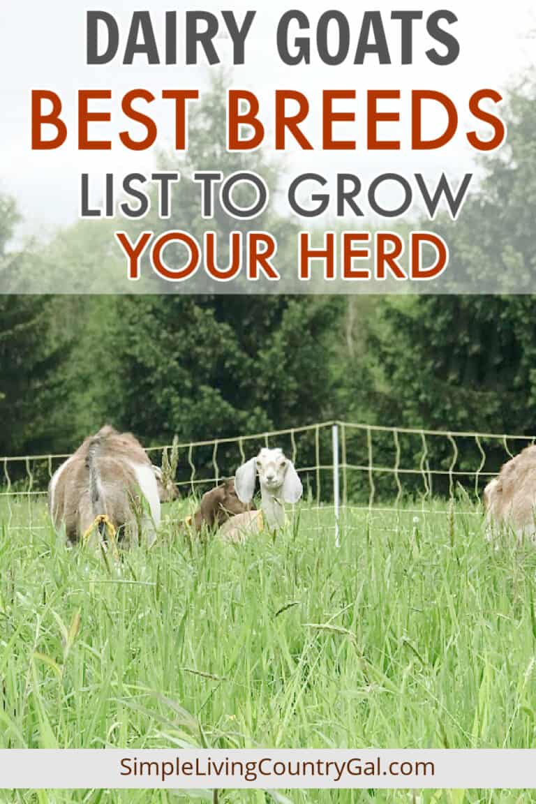 Dairy Goat Breeds | Simple Living Country Gal